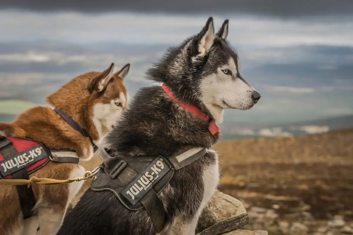 12 Dog Friendly Days Out In Scotland VisitScotland 12-dog-friendly-days-out-in-scotland-visitscotland