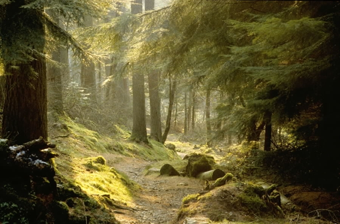 Scottish Forests & Woodlands | VisitScotland