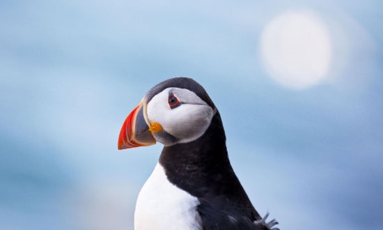 RSPB Scotland Copinsay nature reserve, Copinsay – Nature Centres ...