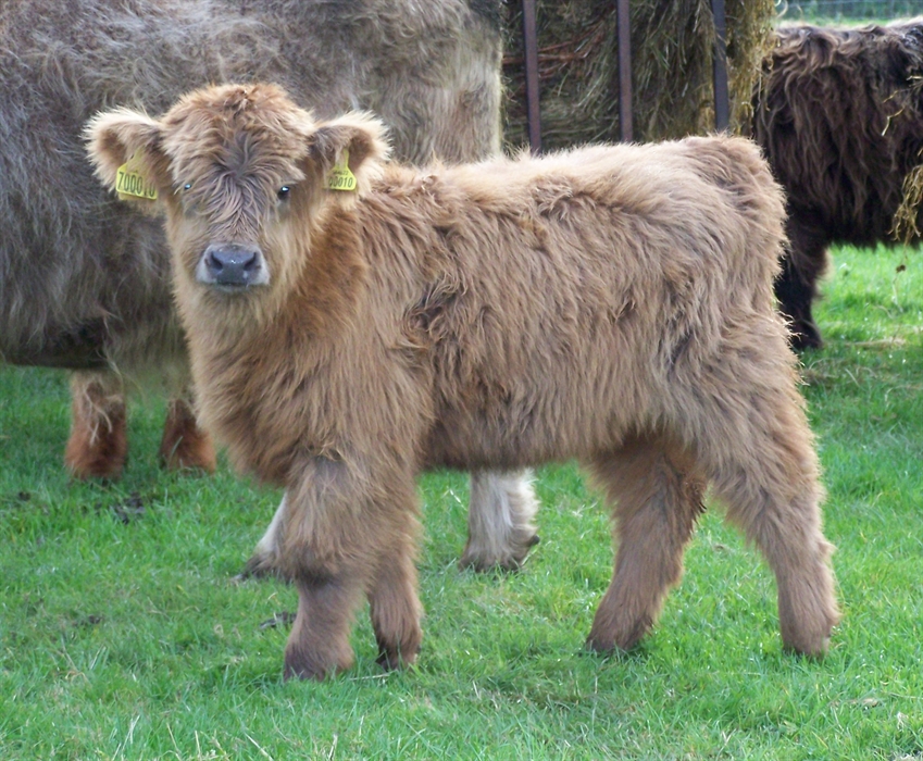 Beecraigs Caravan & Camping Site, Near Linlithgow – Touring Park ...