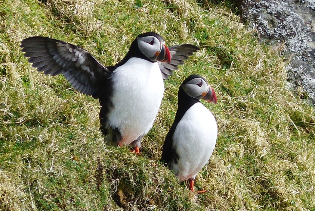 St Kilda World Heritage Site, St Kilda – Nature Centres & Reserves ...