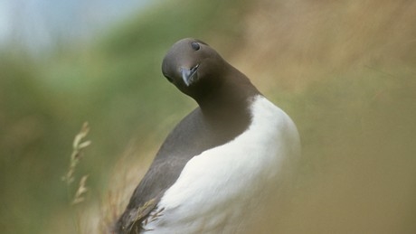 RSPB Scotland Copinsay nature reserve, Copinsay – Nature Centres ...