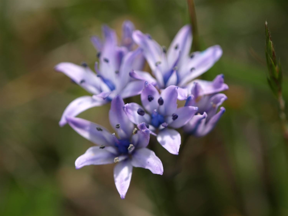 RSPB Scotland Mull of Galloway nature reserve, Stranraer – Nature ...
